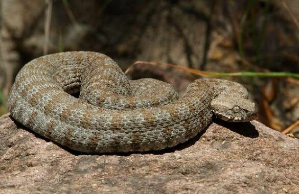 Tsayg – ՑԱՅԳ ՀԵՌՈՒՍՏԱՌԱԴԻՈԸՆԿԵՐՈՒԹՅՈՒՆ – Վստահեք Ցայգին | Լուրեր ...